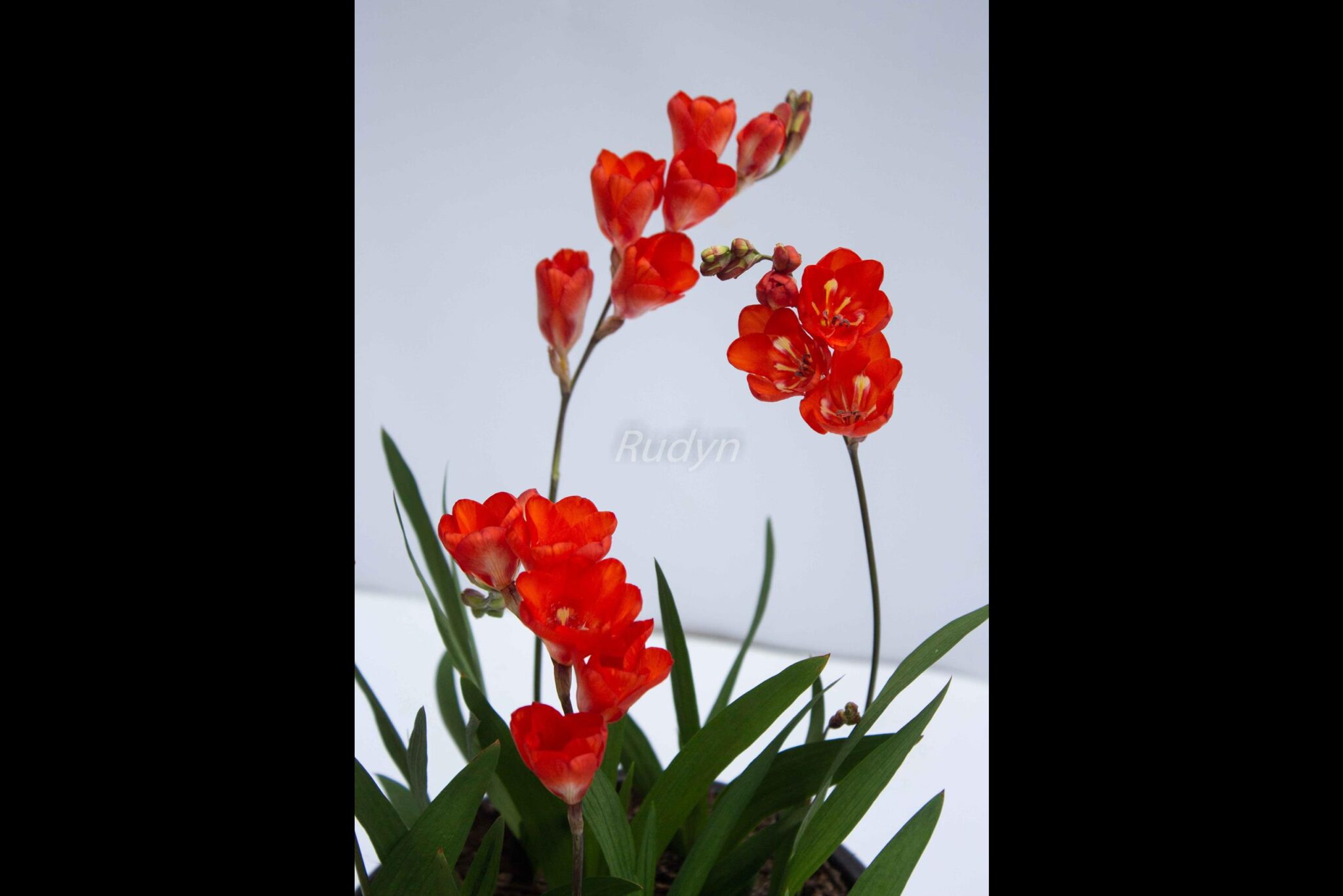 Tritonia Crocata (10 bulbs) - Rudyn Gladioli Farm