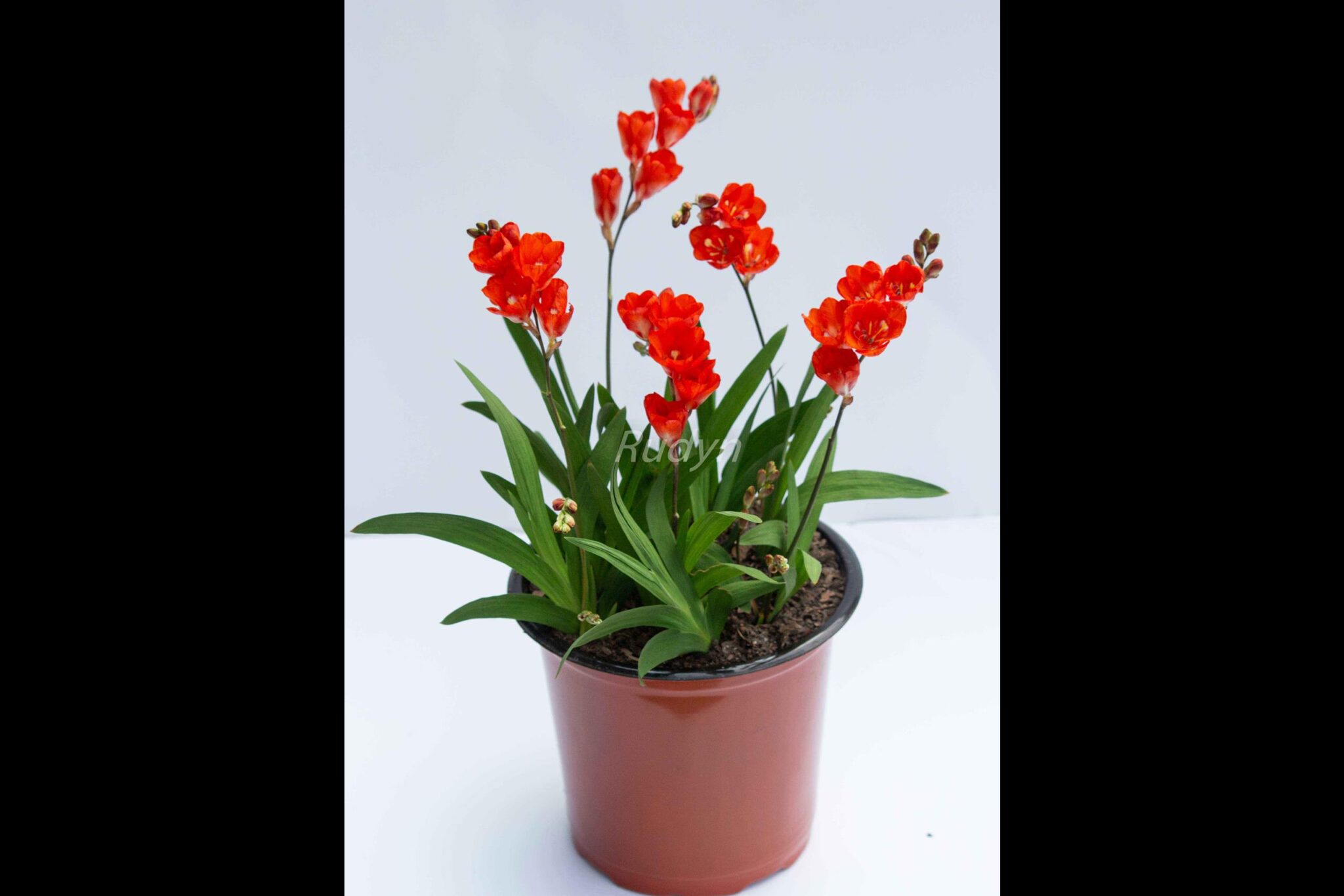 Tritonia Crocata (10 bulbs) - Rudyn Gladioli Farm