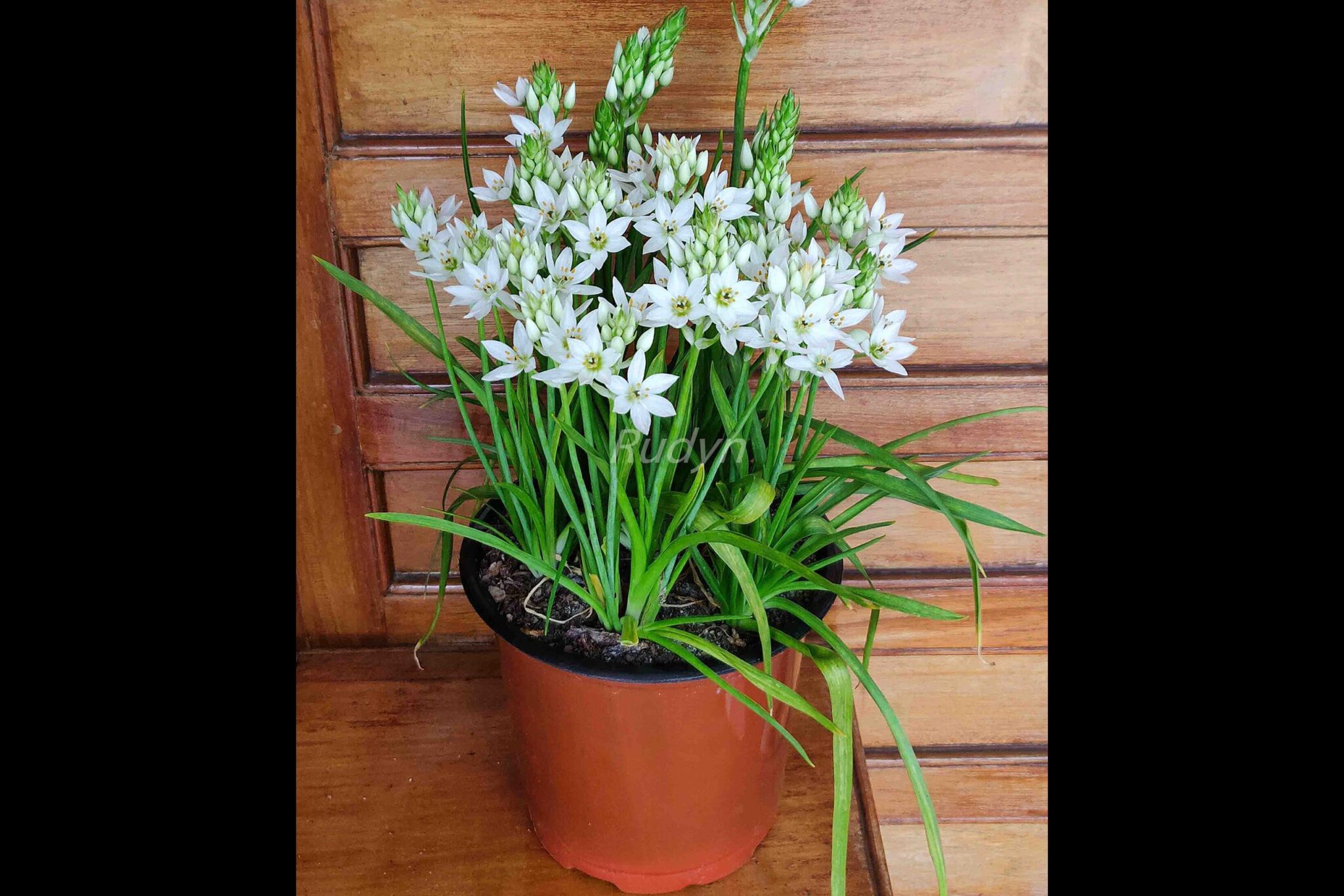Chincherinchee/Ornithogalum (10 bulbs) - Rudyn Gladioli Farm