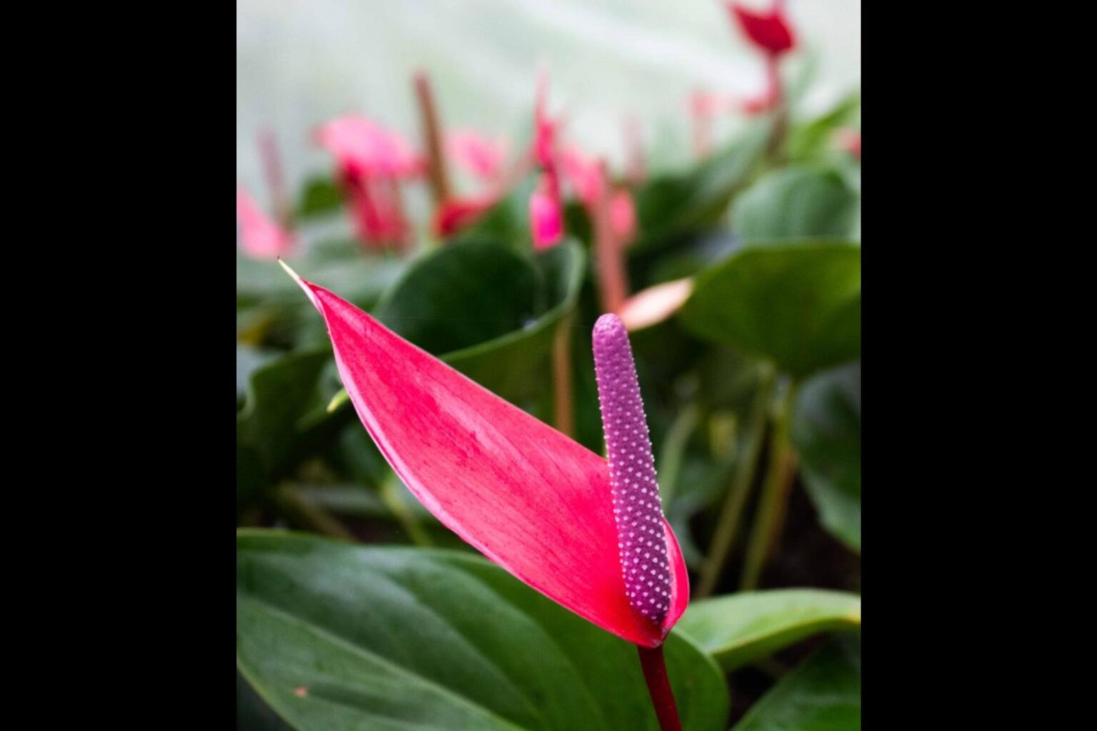 Andraeanum Alexia allure - Rudyn Gladioli Farm