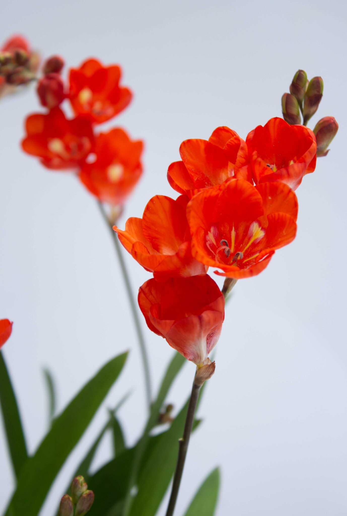 Tritonia Crocata (10 bulbs) - Rudyn Gladioli Farm