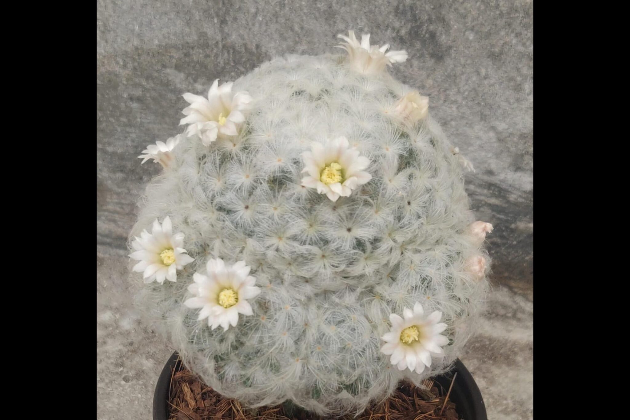 Plumosa/ Feather cactus - Rudyn Gladioli Farm